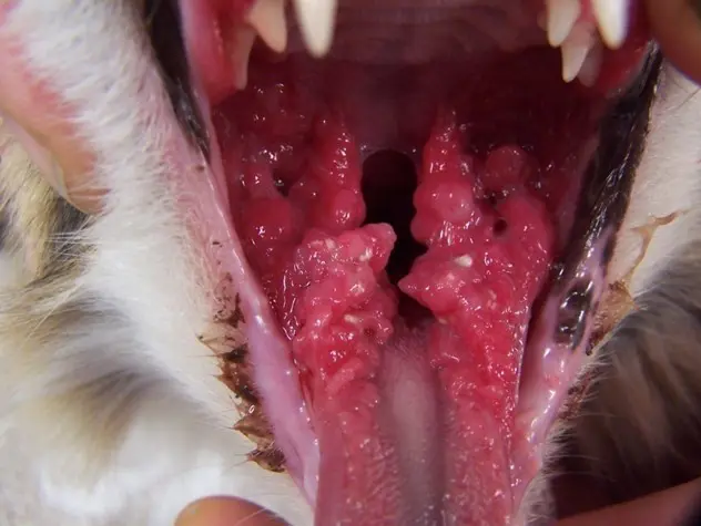 What is Stomatitis in Cats? Symptoms and Treatment