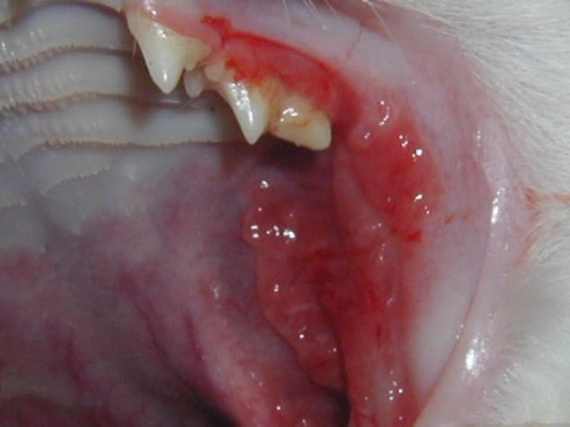 What is Stomatitis in Cats? Symptoms and Treatment