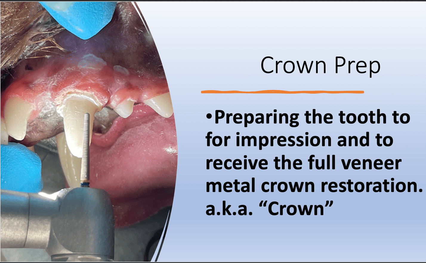 What Happens During Dog Root Canal Therapy?