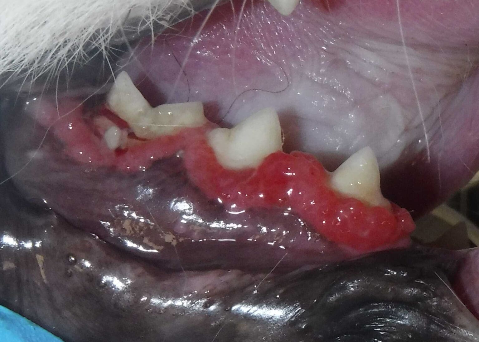 Feline Juvenile Gingivitis: Understanding Dental Disease in Cats